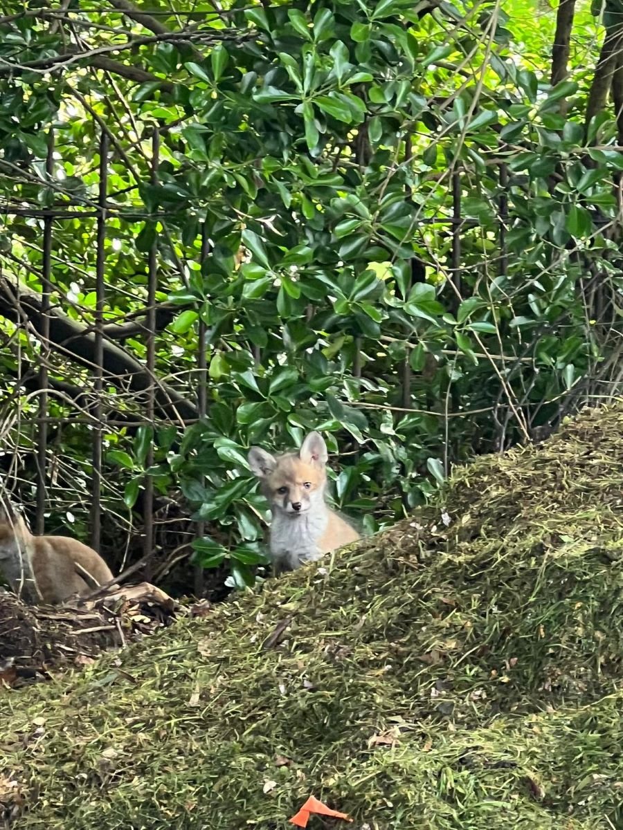 Fox cub sighting