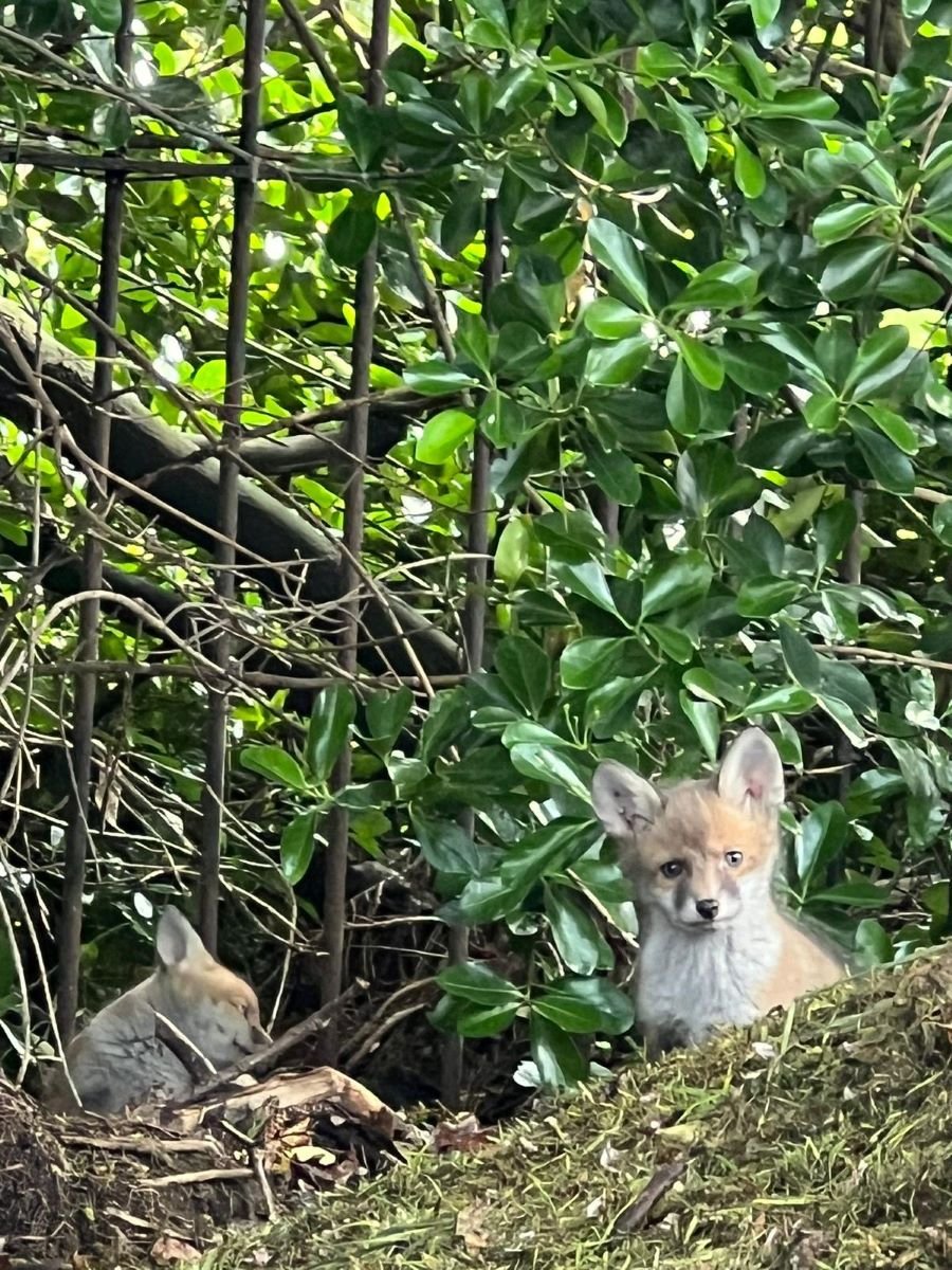 Fox cub sighting
